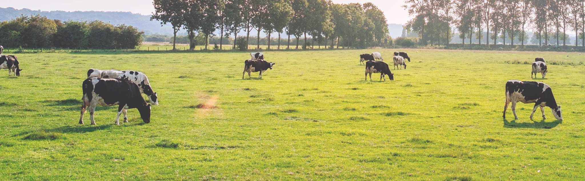 VETSTRIP® Brucella Bovine animals (serum) | Chemtest
